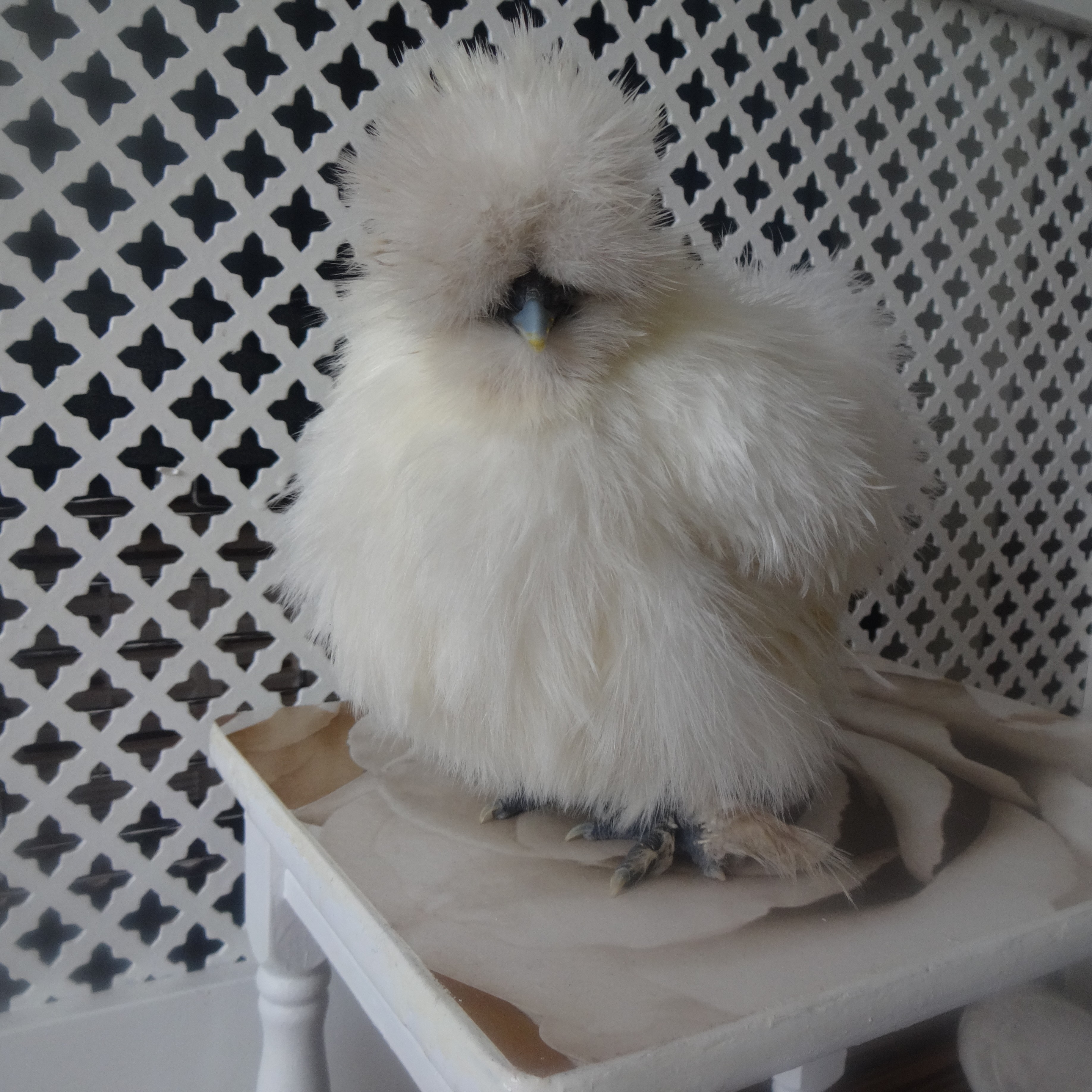 Silkie For Sale | Chickens | Breed Information | Omlet