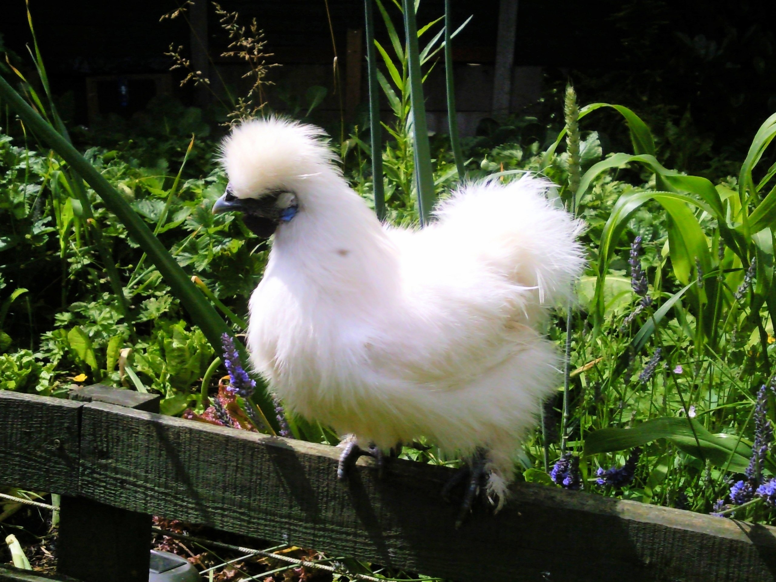 Silkie For Sale | Chickens | Breed Information | Omlet