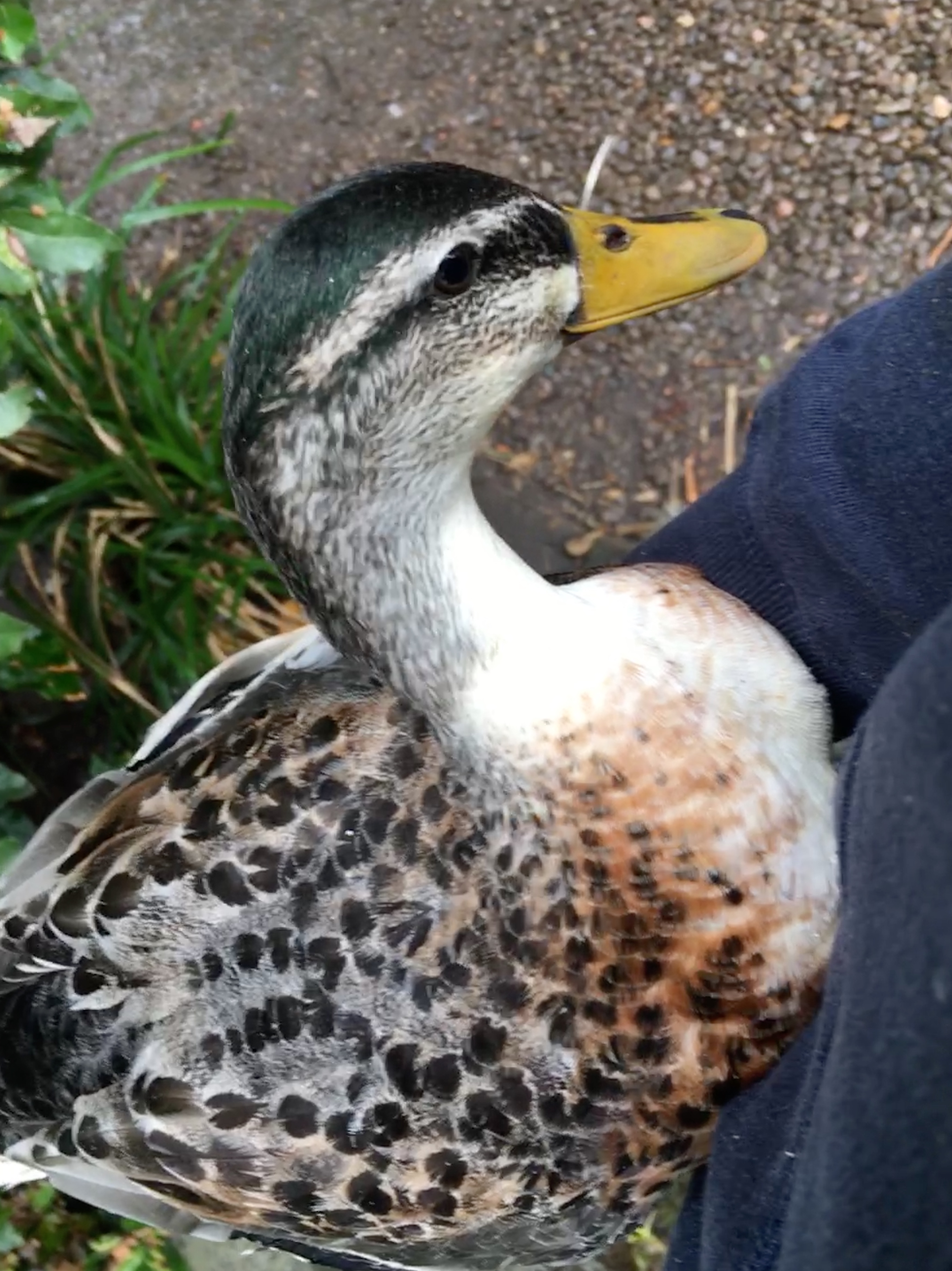 Silver Appleyard Miniature Ducks Breed Information Omlet