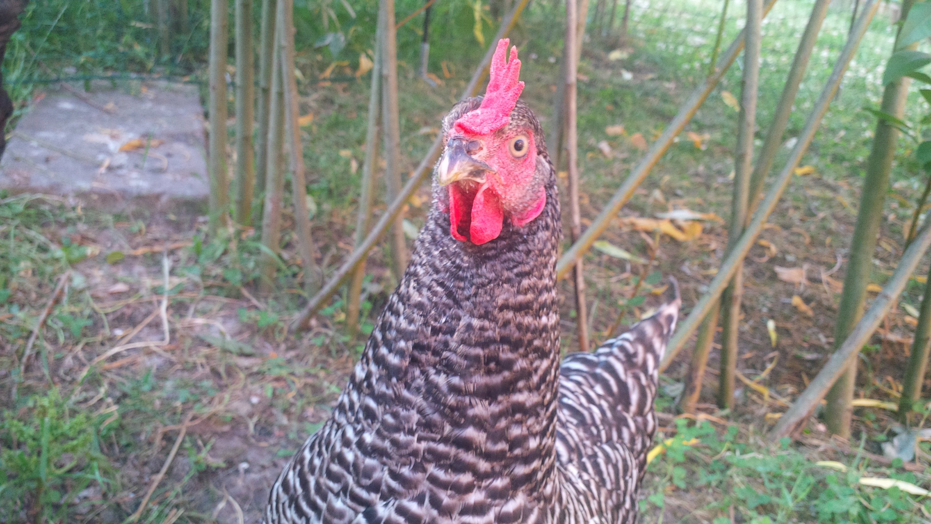Speckledy For Sale | Chickens | Breed Information | Omlet