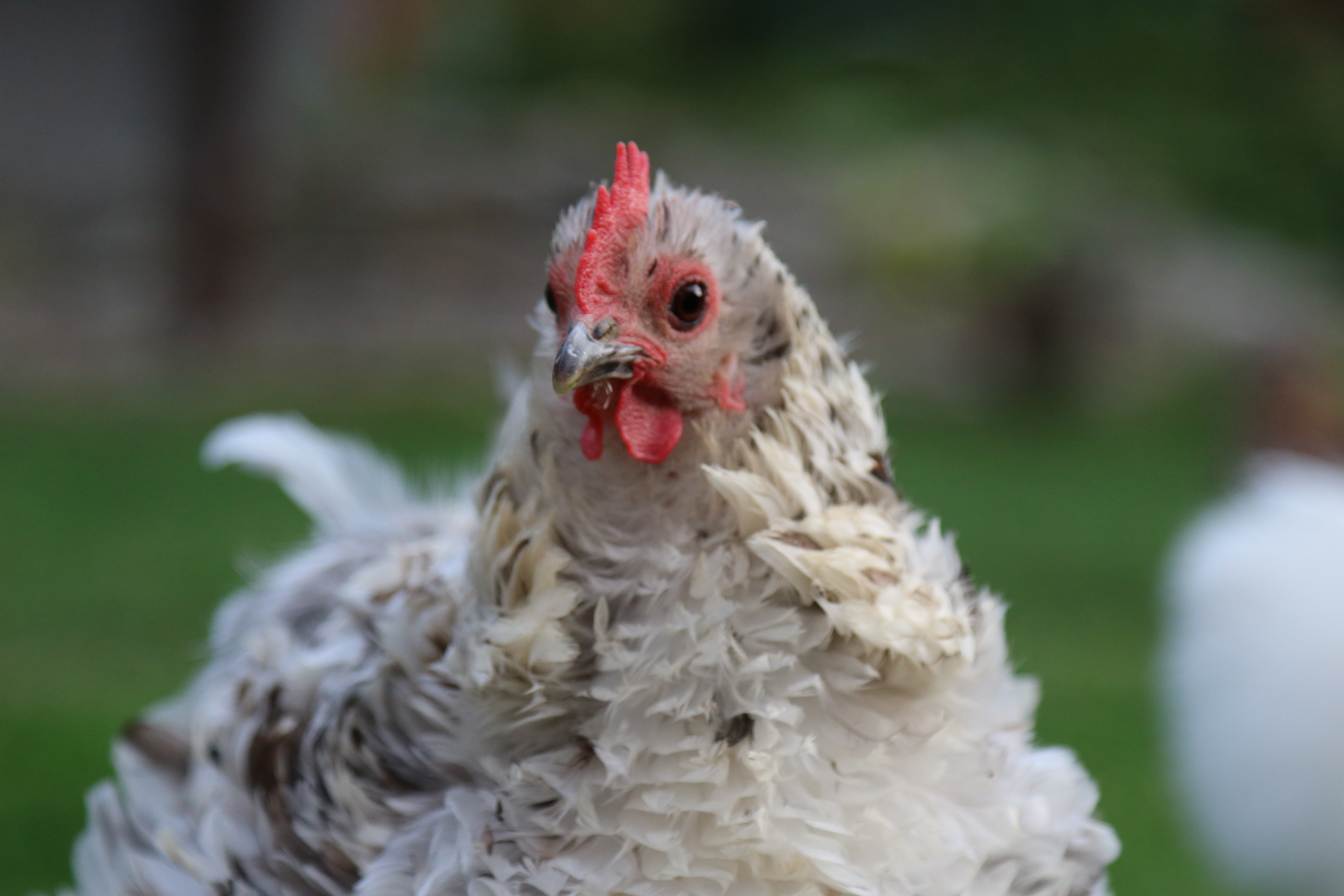 Frizzle For Sale | Chickens | Breed Information | Omlet