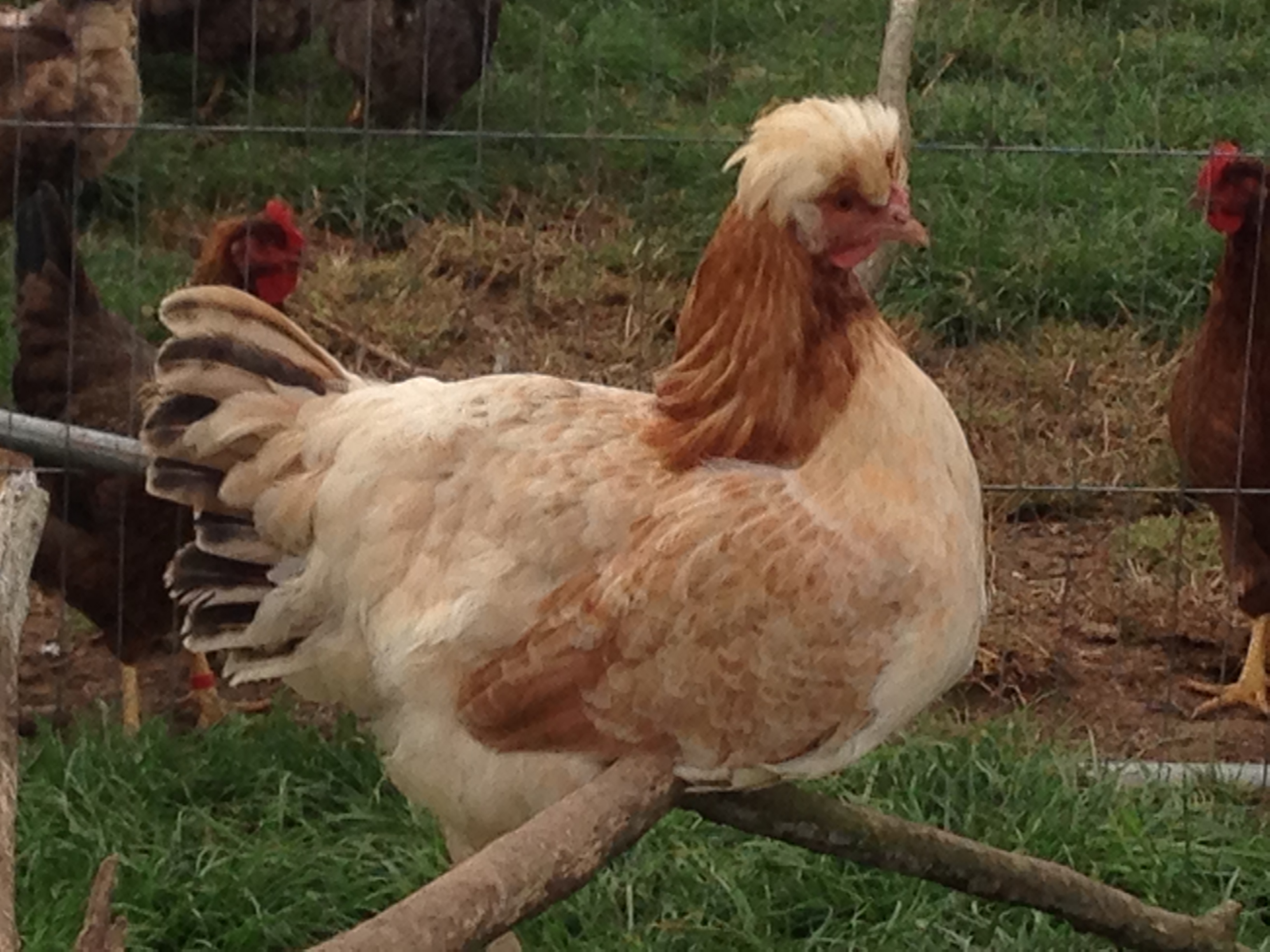 Sulmtaler For Sale | Chickens | Breed Information | Omlet