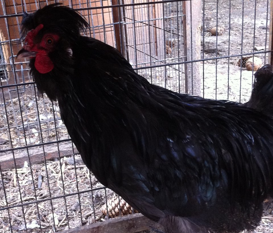 Sultan For Sale | Chickens | Breed Information | Omlet
