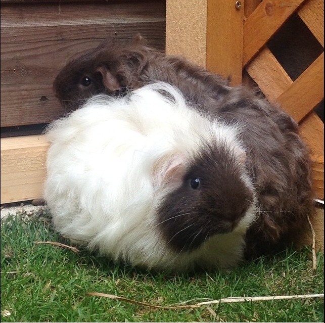 Texel For Sale | Guinea Pigs | Breed Information | Omlet