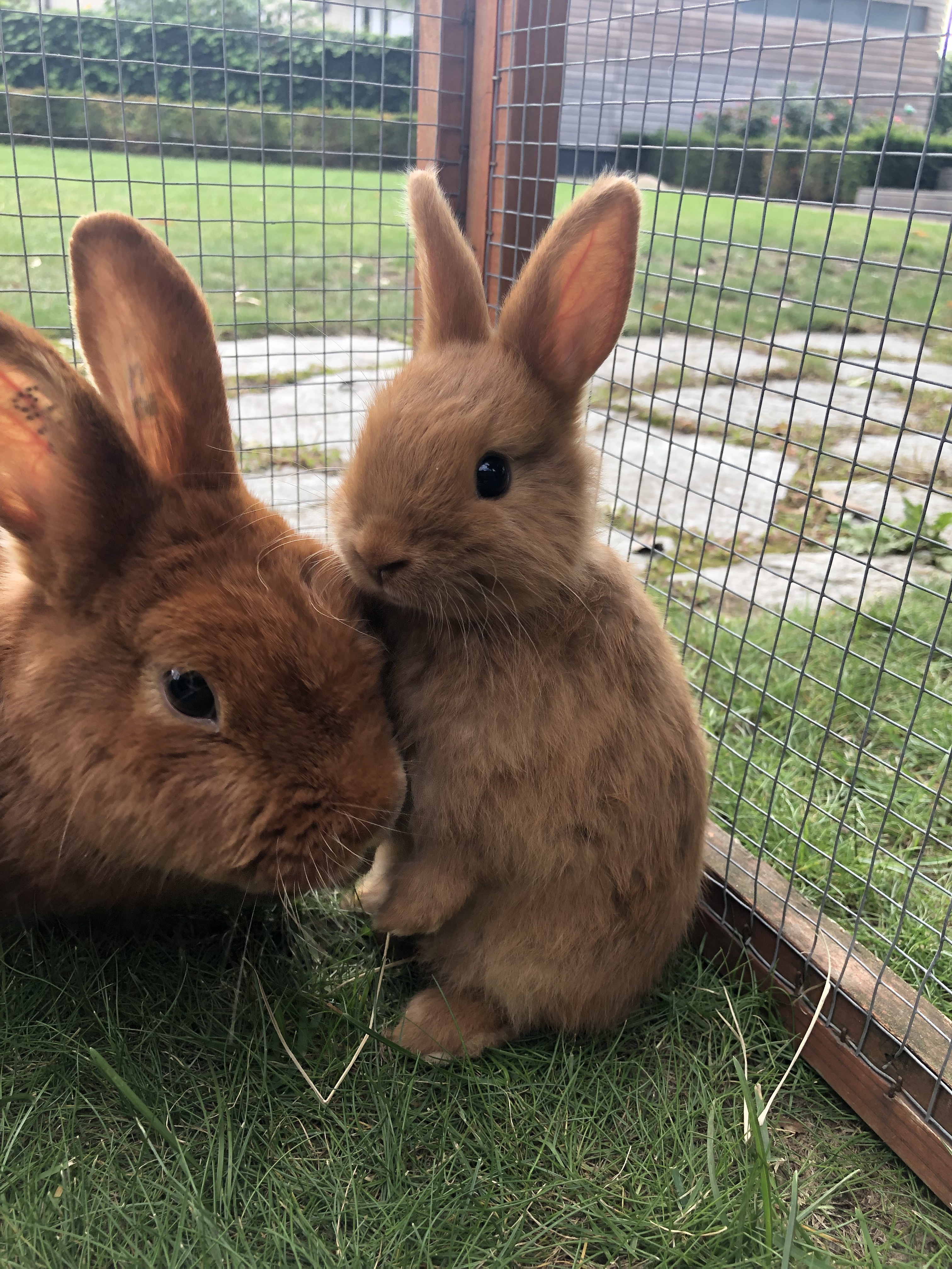 Thrianta For Sale | Rabbits | Breed Information | Omlet
