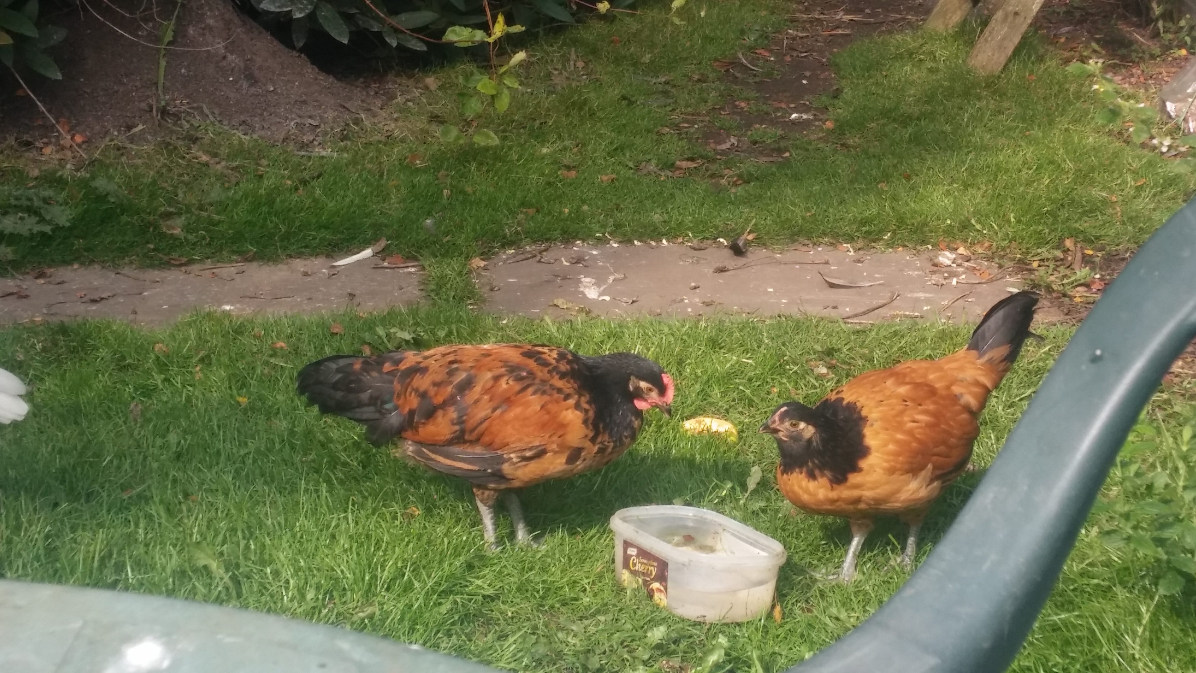 Vorwerk For Sale | Chickens | Breed Information | Omlet