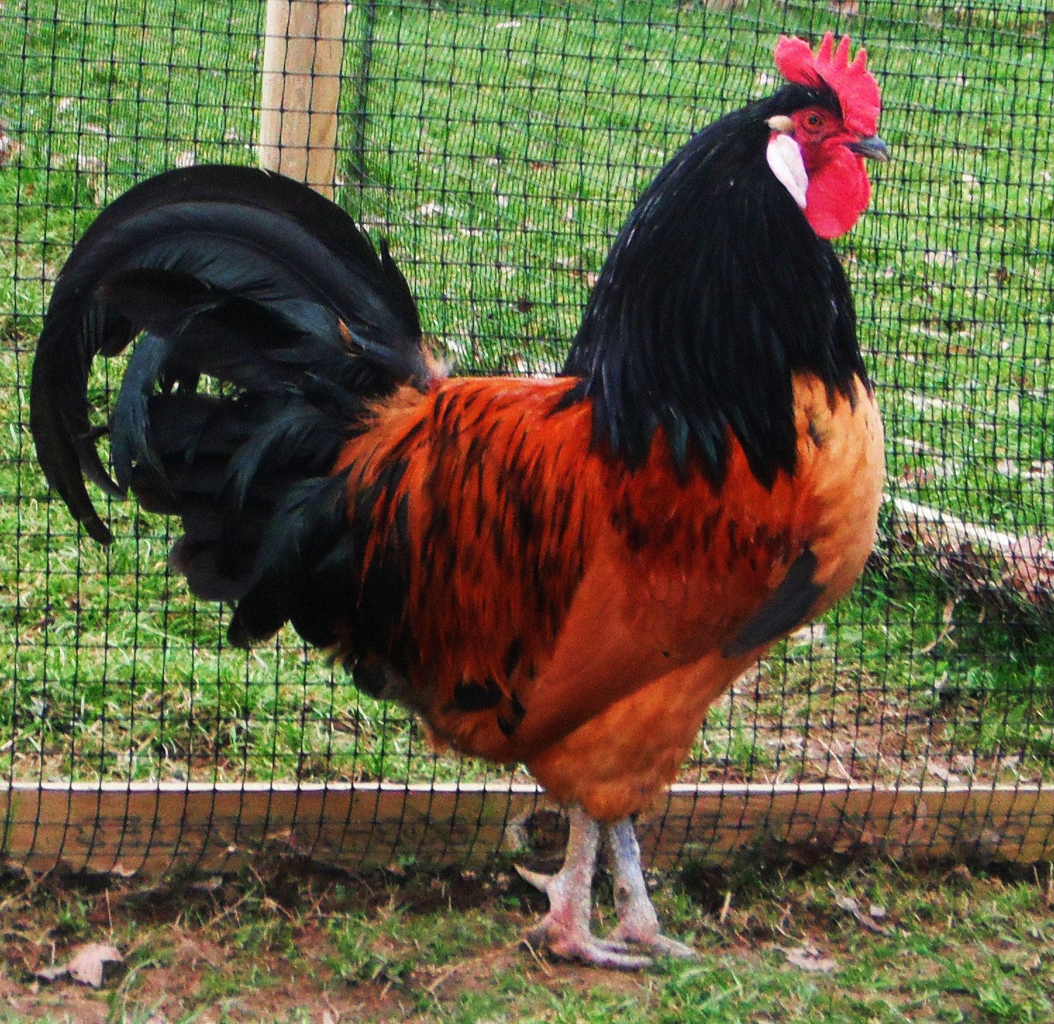 Vorwerk For Sale | Chickens | Breed Information | Omlet