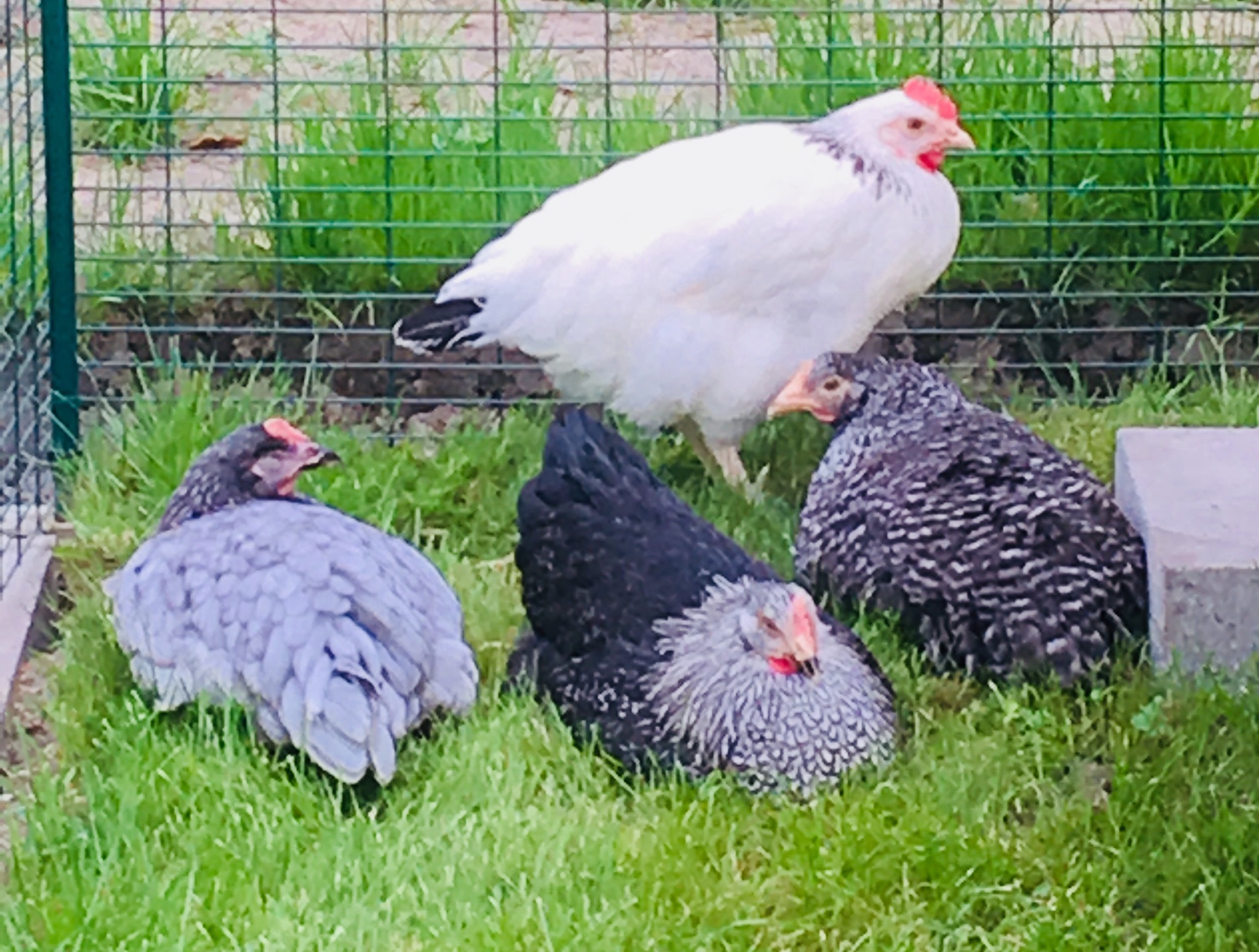 Walk in Chicken Run | Large Outdoor Chicken Enclosure