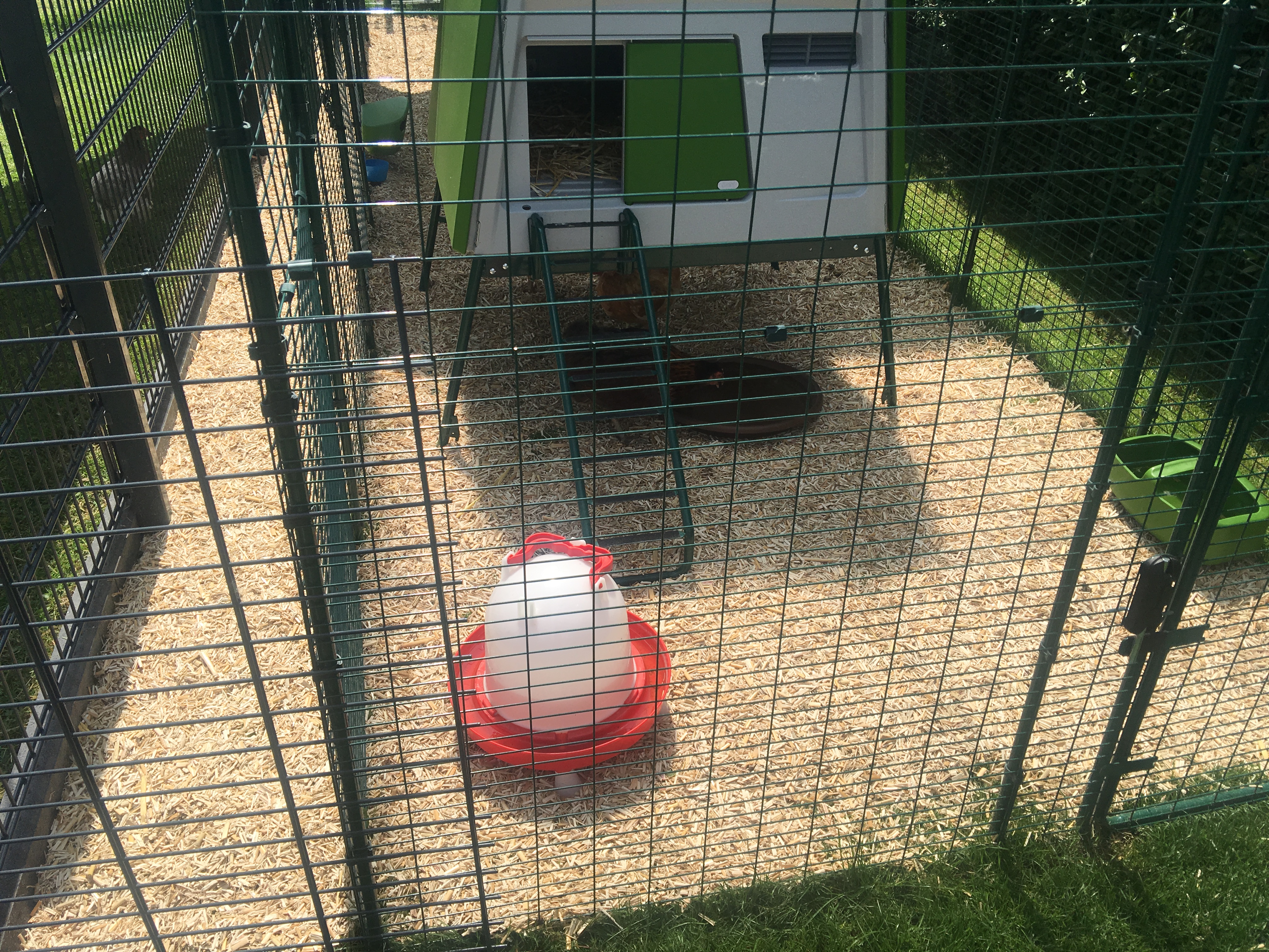 Walk in Chicken Run | Large Outdoor Chicken Enclosure