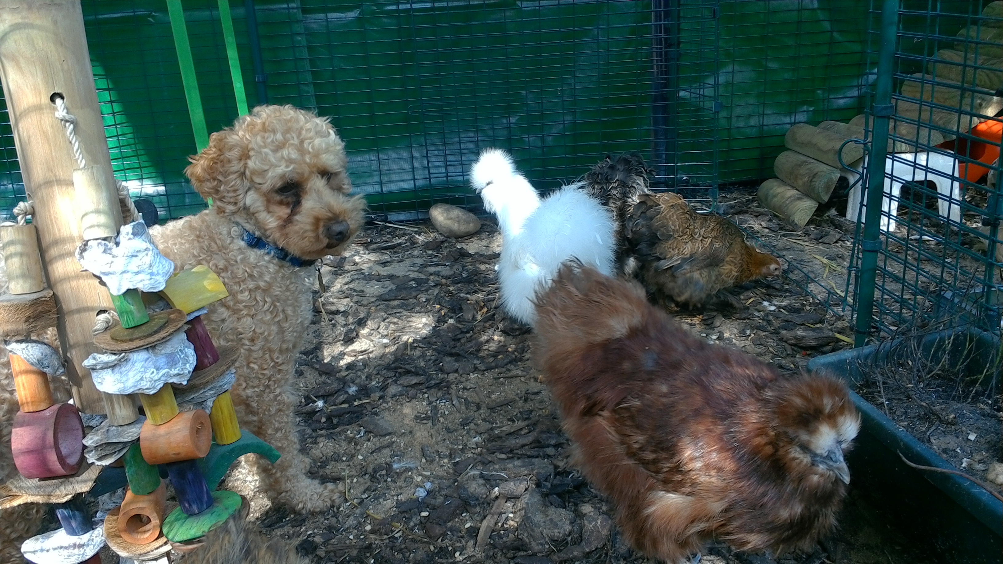 Walk in Chicken Run | Large Outdoor Chicken Enclosure