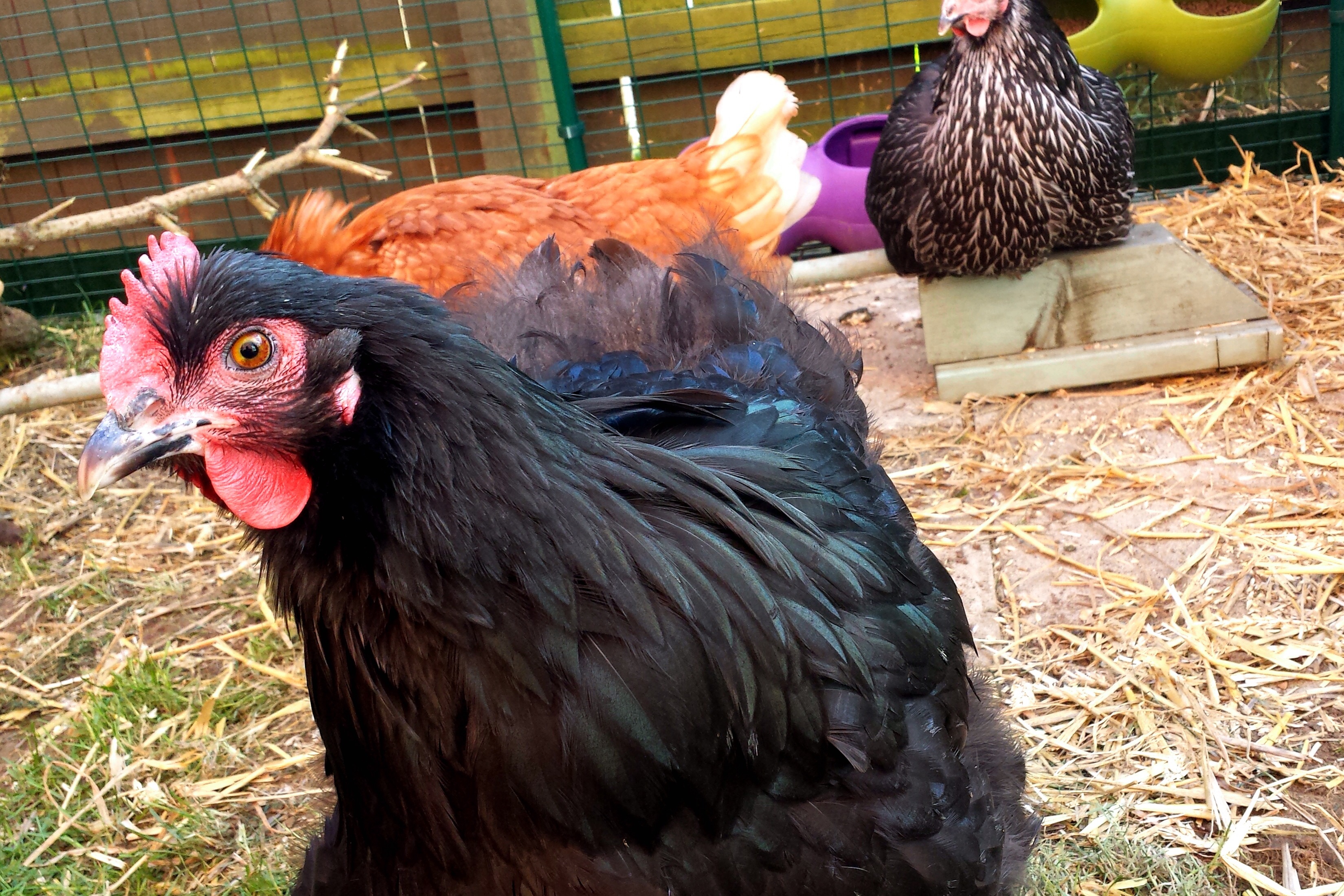 Walk in Chicken Run | Large Outdoor Chicken Enclosure