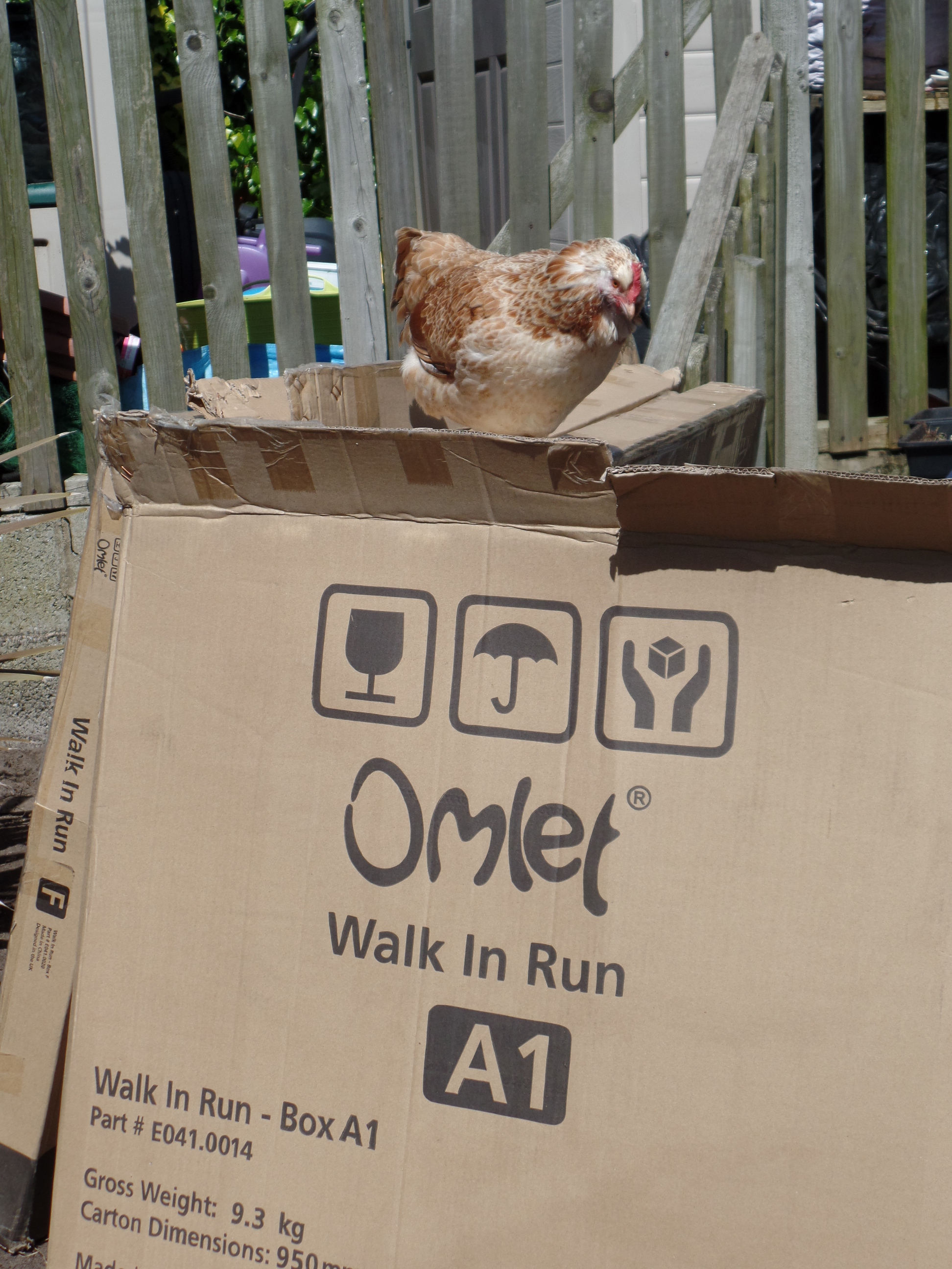 Walk in Chicken Run | Large Outdoor Chicken Enclosure