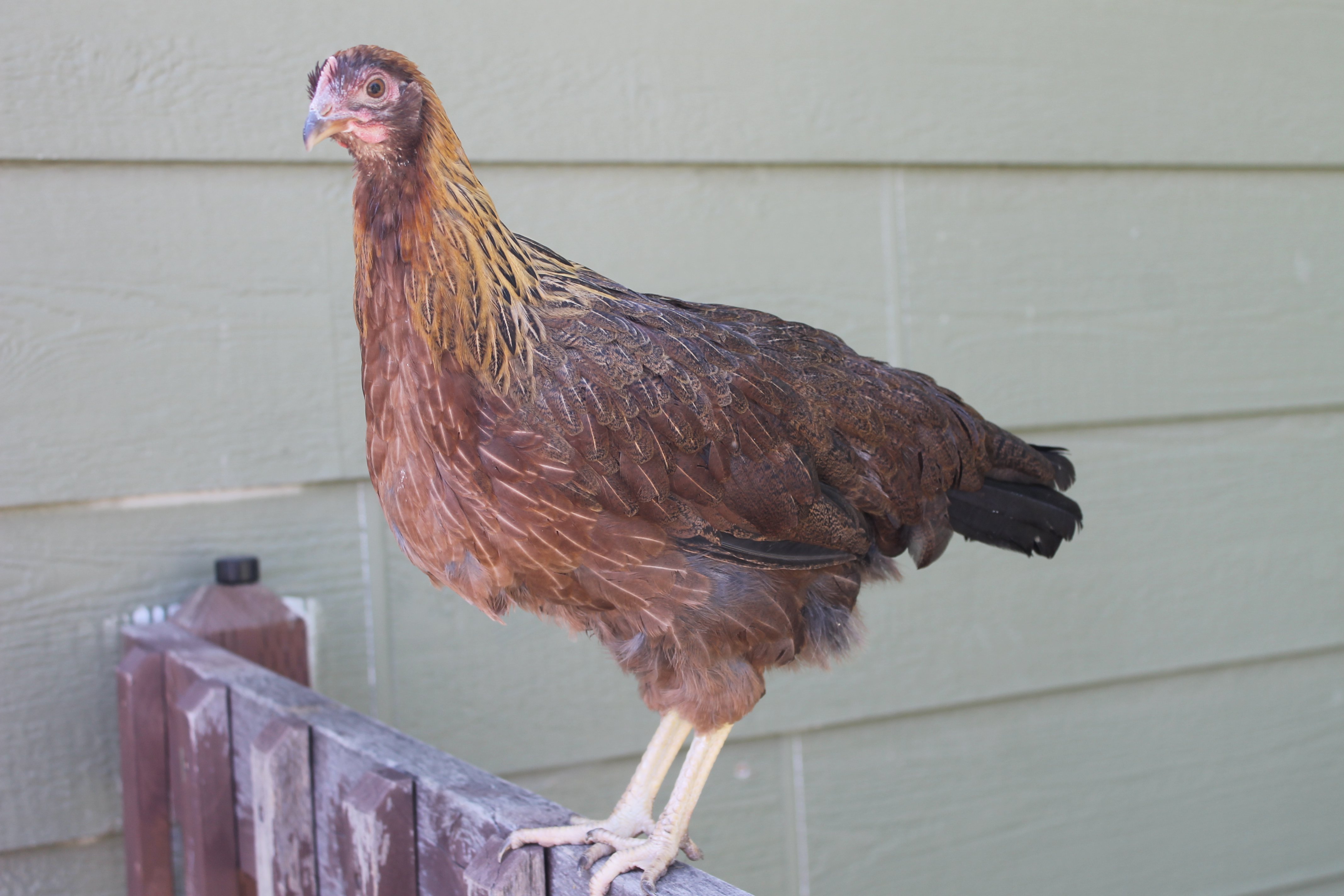 Welsummer For Sale | Chickens | Breed Information | Omlet